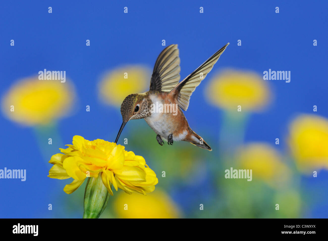 Rufous Hummingbird (Selasphorus rufus), young male in flight feeding on ...