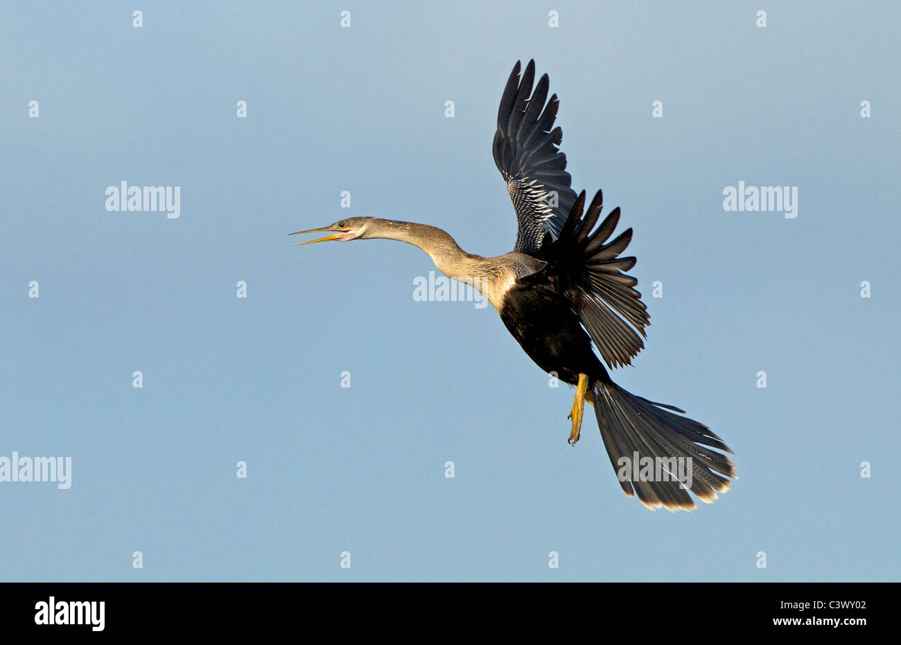 American Anhinga in flight Venice Rookery, Florida Stock Photo - Alamy