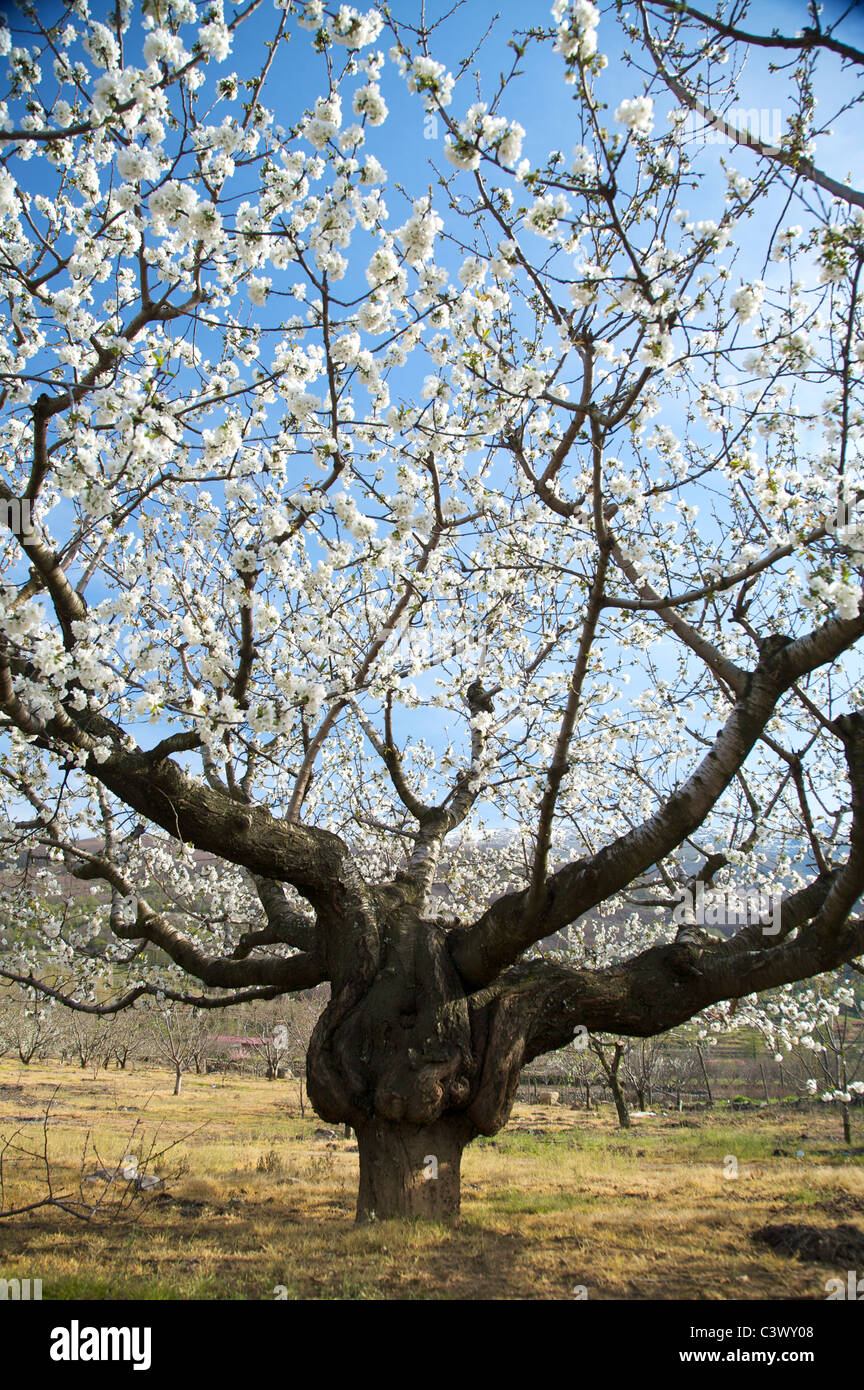 cherry trees at valley of jerte in caceres spain Stock Photo - Alamy