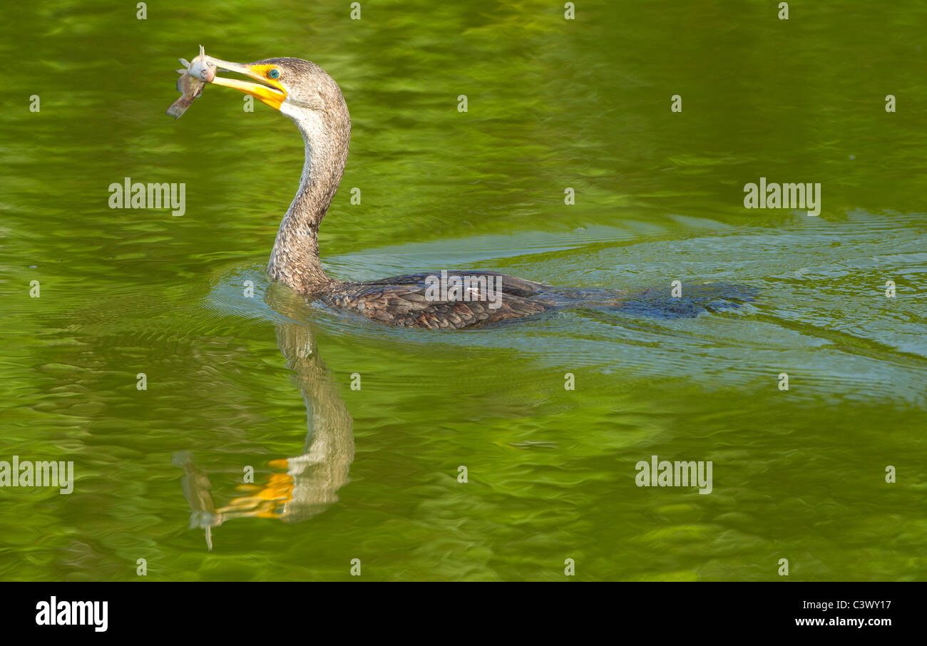 Anhinga with fish hi-res stock photography and images - Alamy