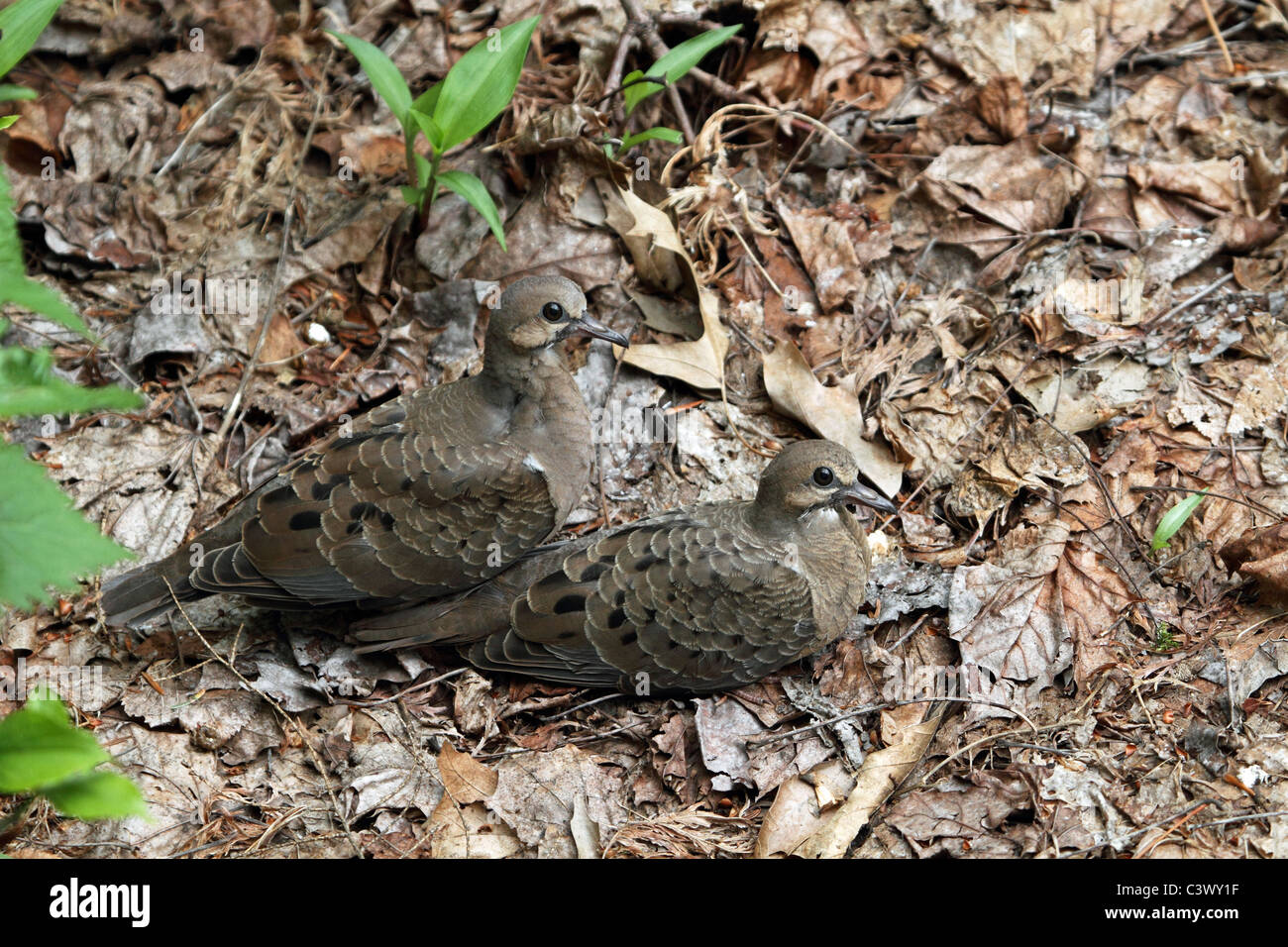 Two Mourning Dove fledglings, Zenaida macroura, huddling together amid ...