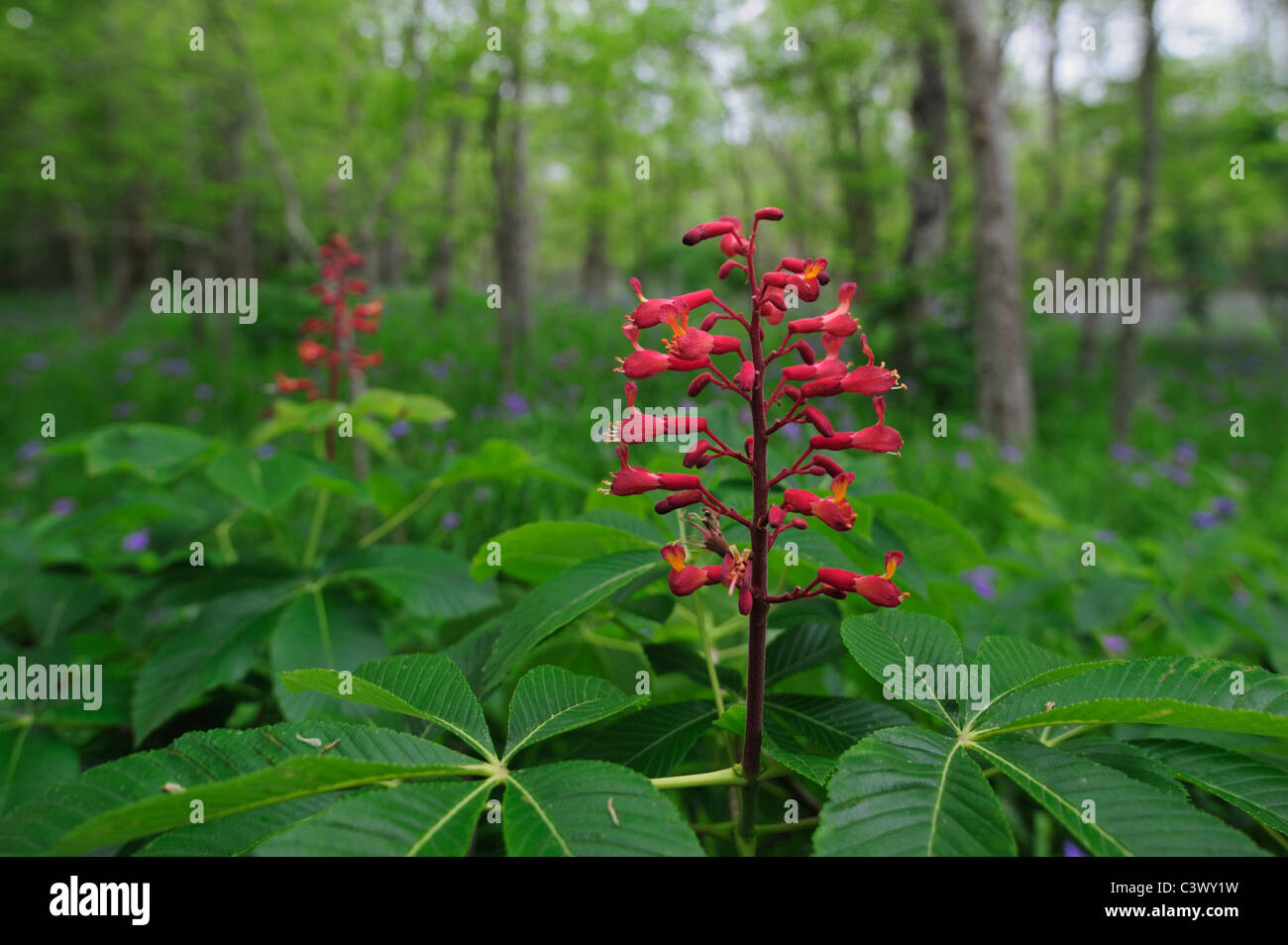 Red Buckeye (Aesculus pavia), blooming, Palmetto State Park, Gonzales ...