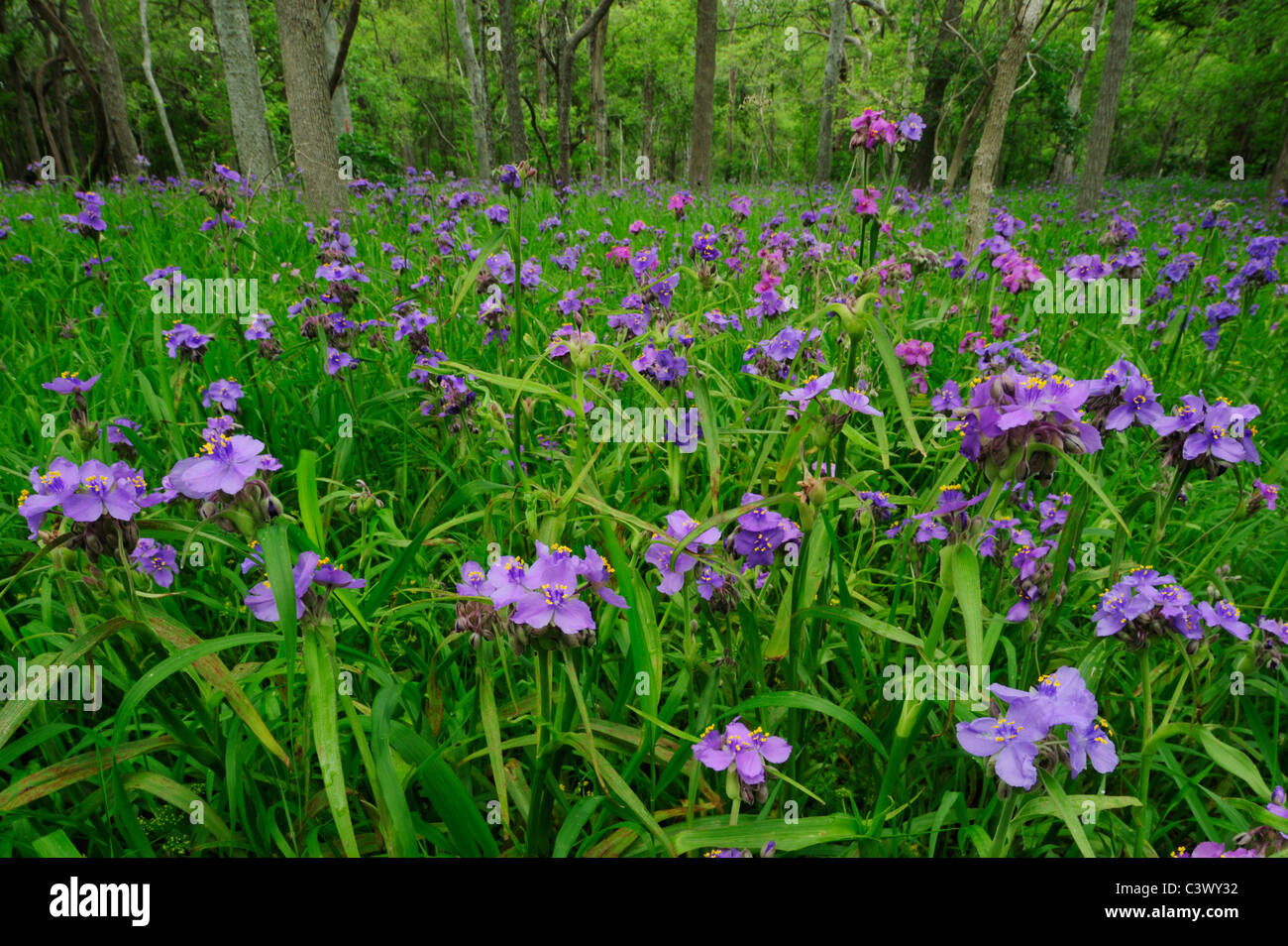 Prairie Spiderwort (Tradescantia occidentalis), blooming on forest ...