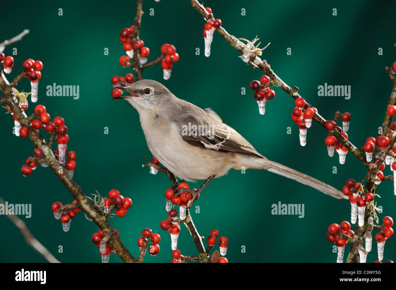 Northern Mockingbird (Mimus polyglottos), adult eating on ice covered ...