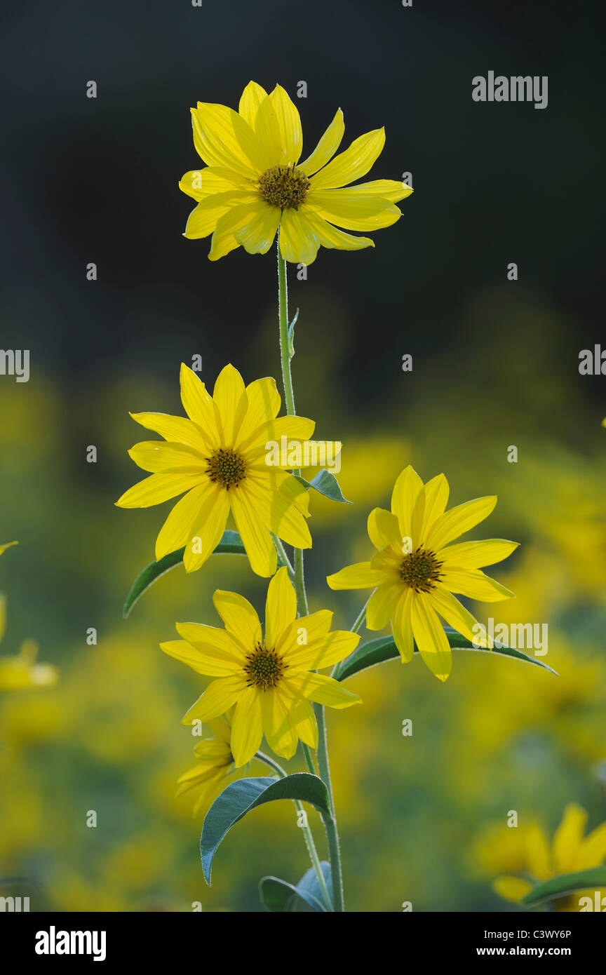 Maximilians Sunflower (Helianthus maximilianii), blooming, Comal County ...