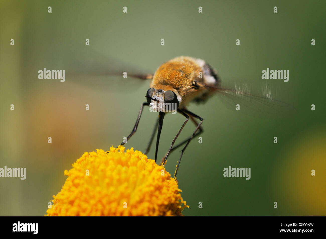 Adults eat most flying insects hi-res stock photography and images - Alamy