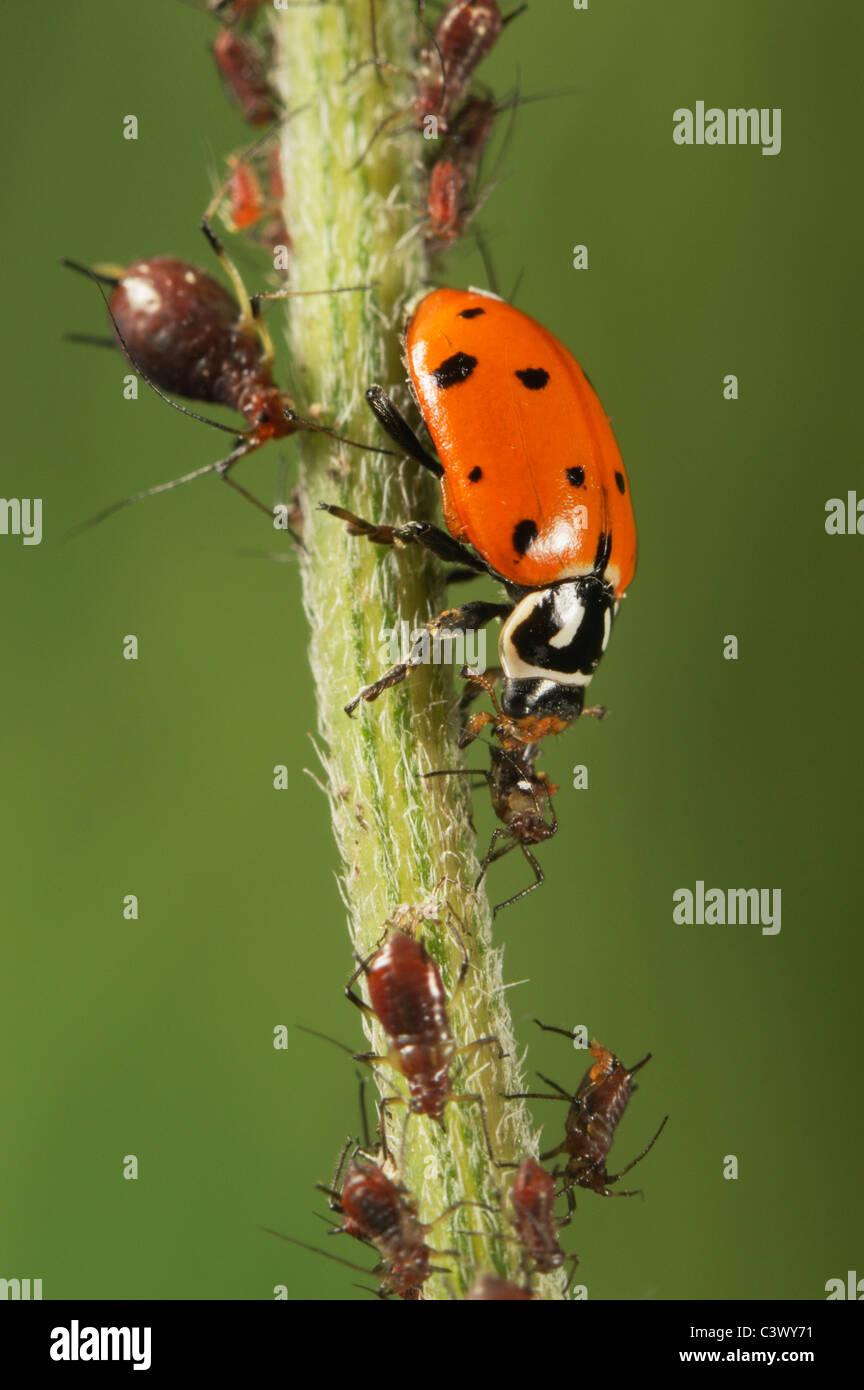 Convergent Ladybug (Hippodamia convergens), adult eating Aphids ...