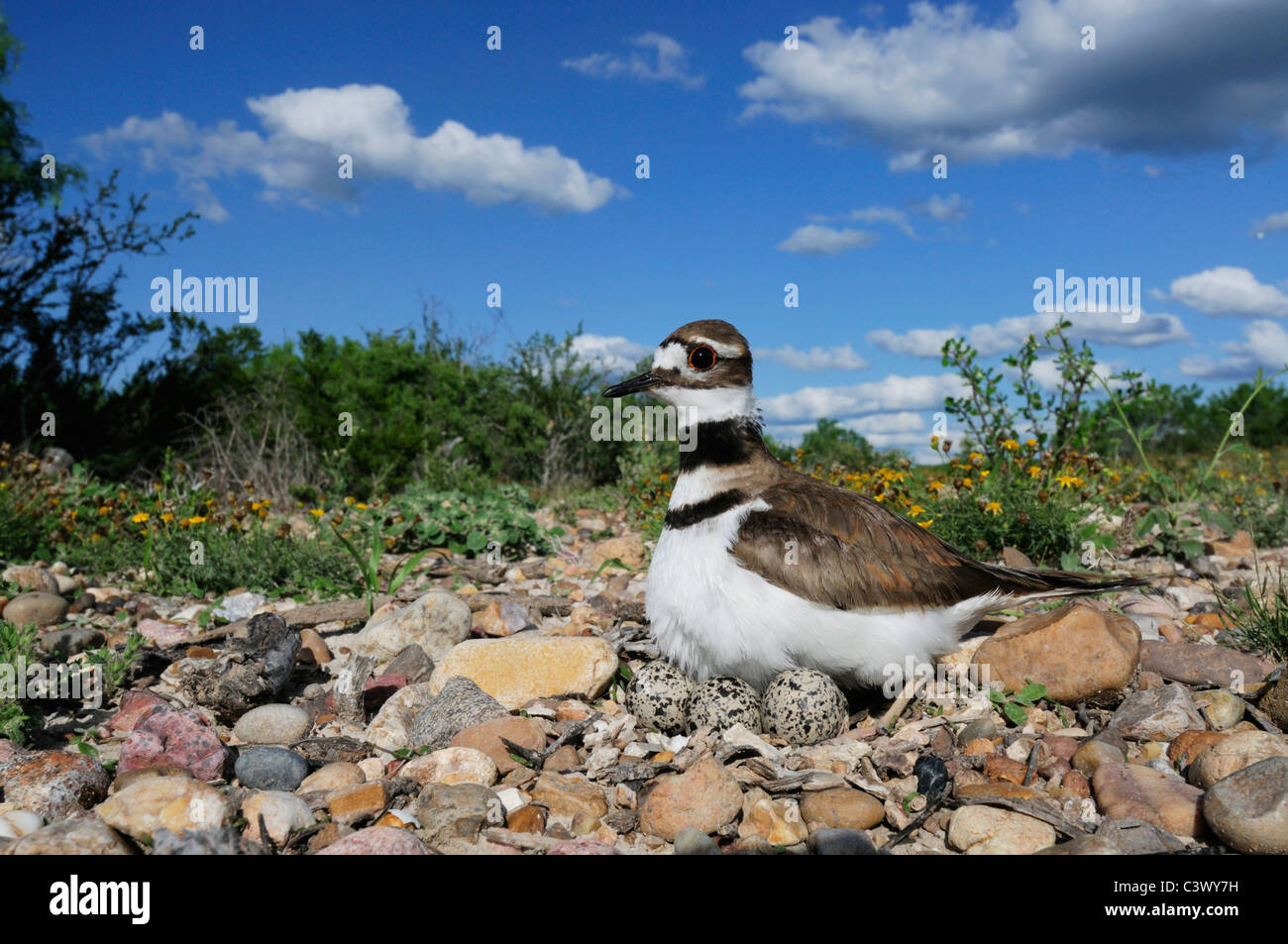 Male and female killdeer hi-res stock photography and images - Alamy