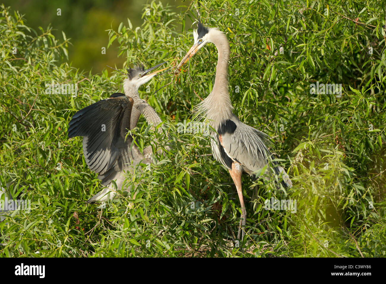 Great Blue Heron feeding chick, Venice Rookery, Florida Stock Photo - Alamy