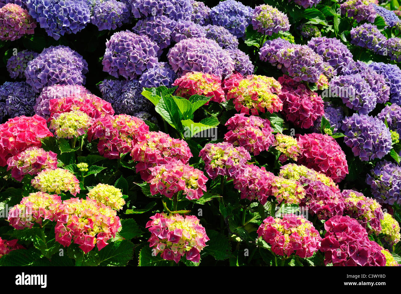 Red hortensia hi-res stock photography and images - Alamy