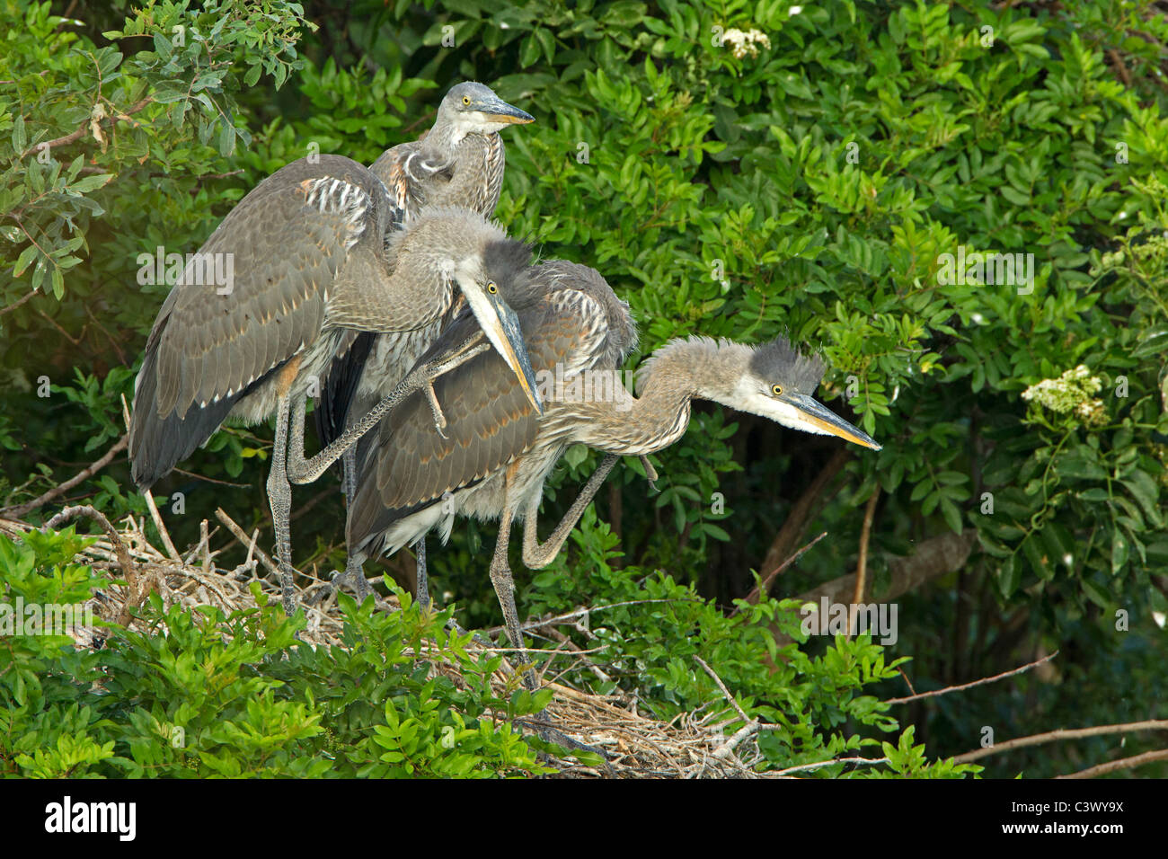 Nest site at venice rookery hi-res stock photography and images - Alamy