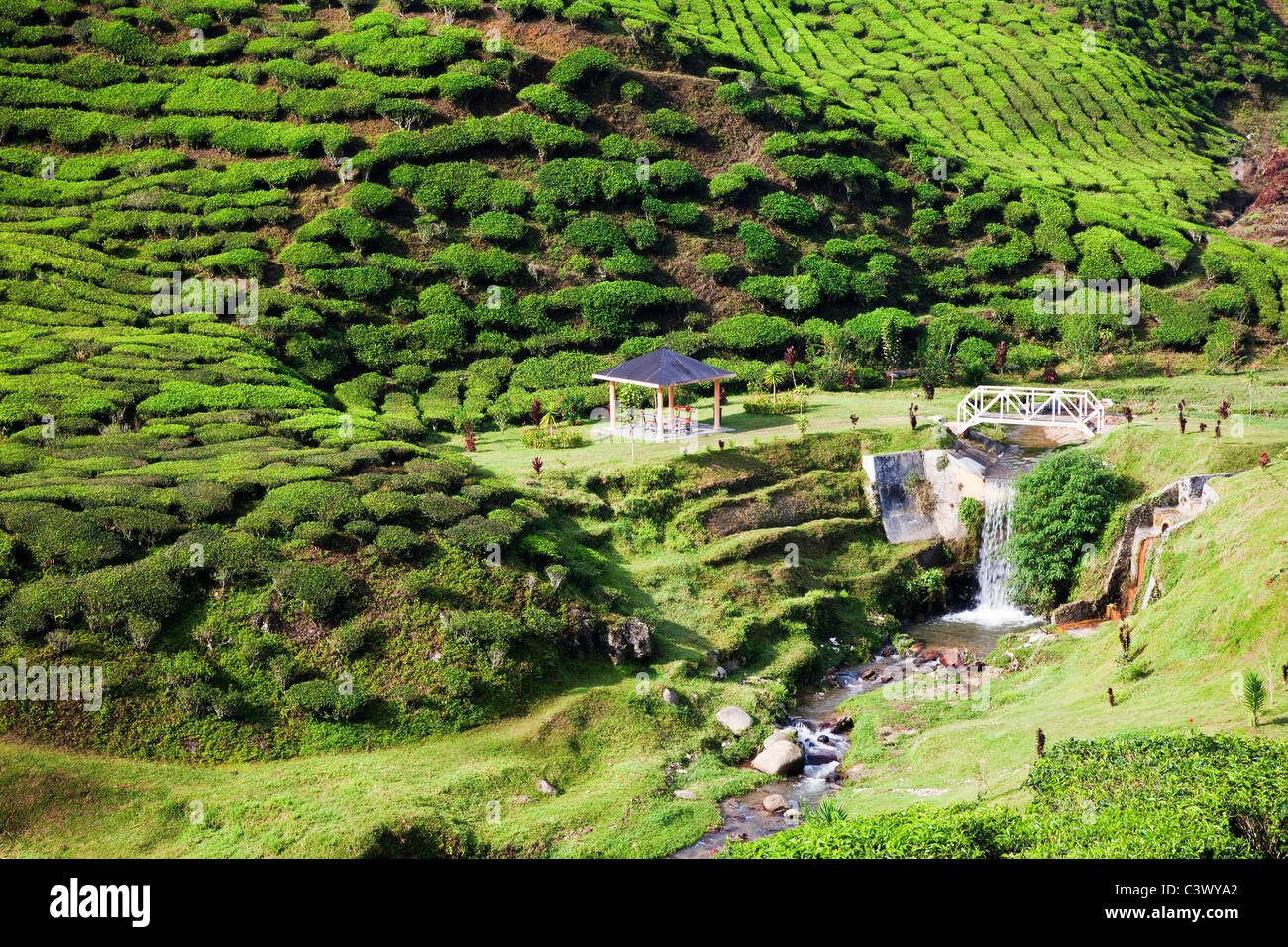 A Relaxing Spot in a Tea Plantation Stock Photo - Alamy