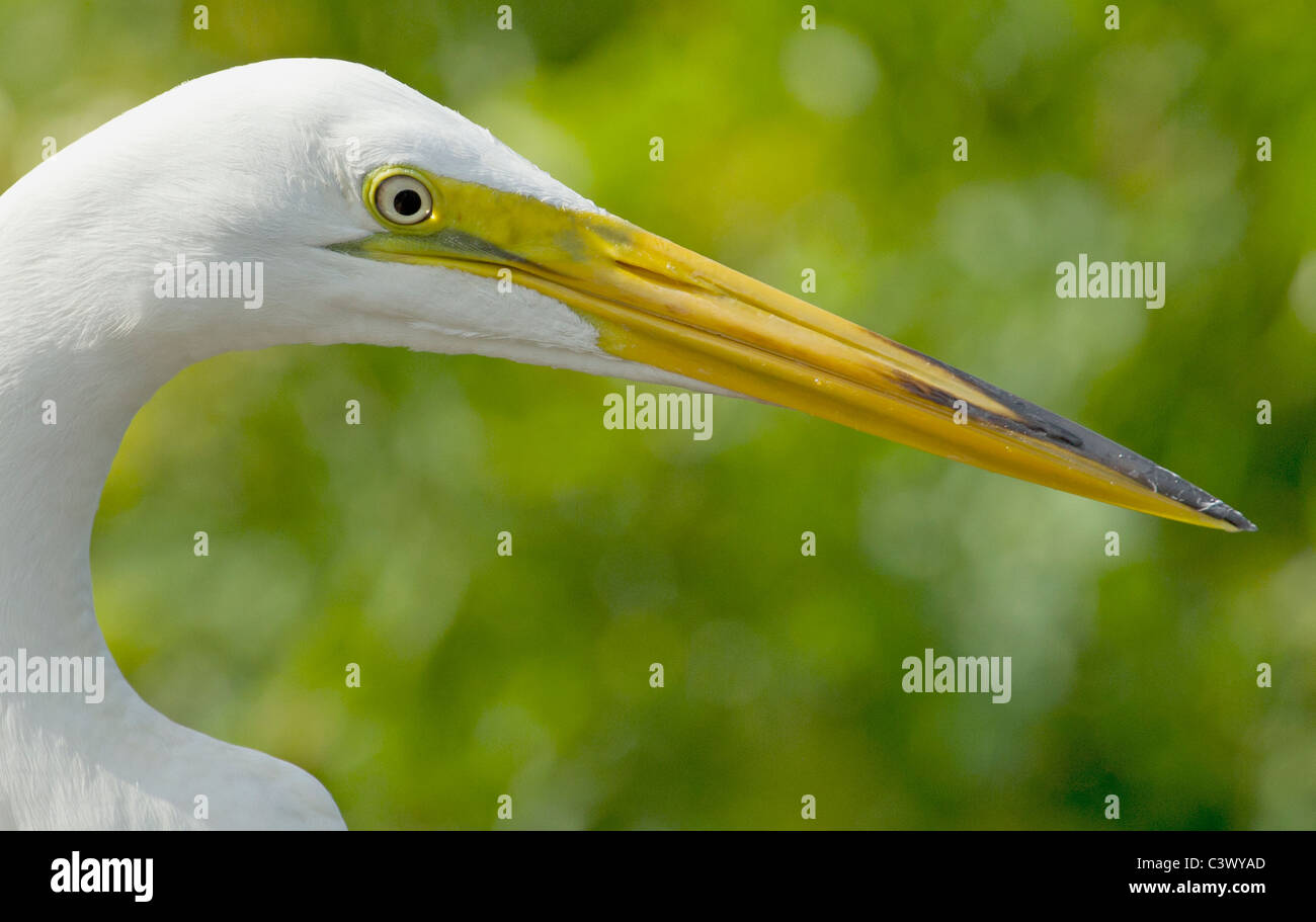 Great Egret portrait Stock Photo - Alamy