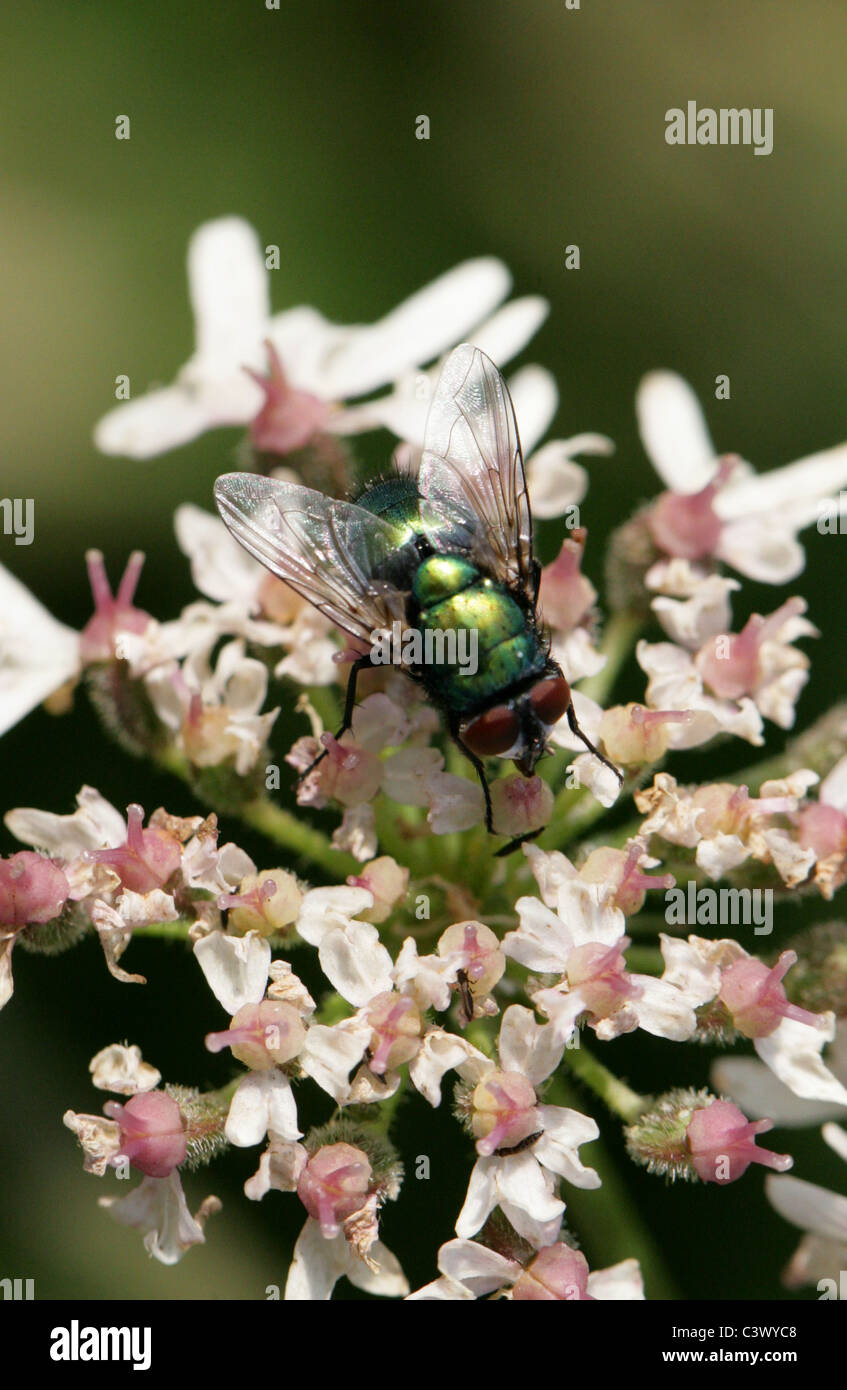Green Bottle or Greenbottle Fly, Lucilia caesar, Calliphoridae, Diptera ...
