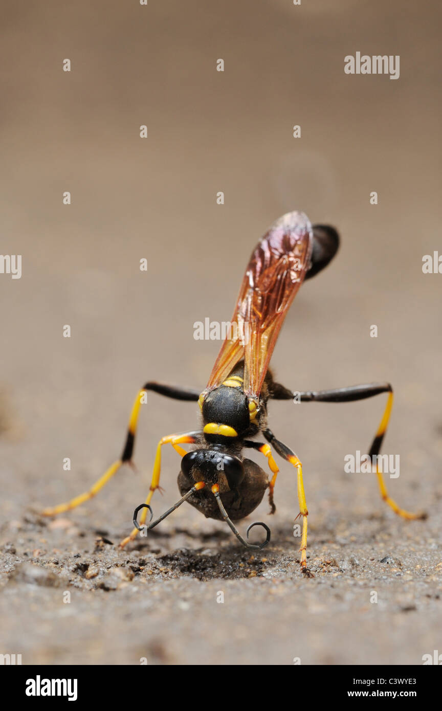 Mud dauber hi-res stock photography and images - Alamy