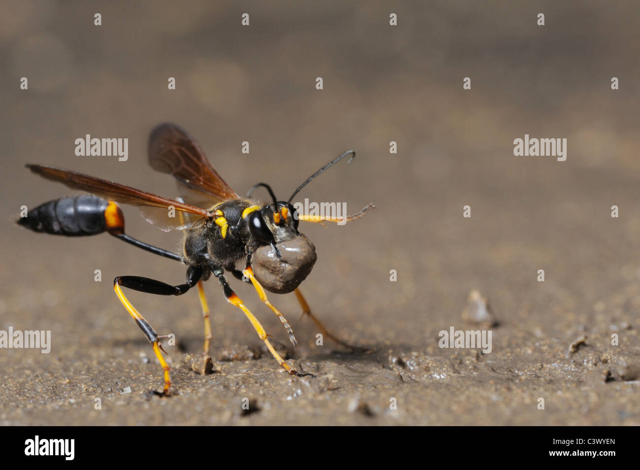 Wasp mud dauber nest hi-res stock photography and images - Alamy