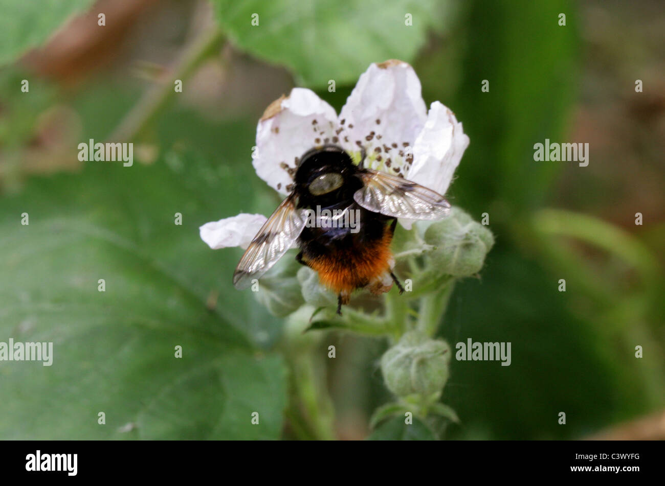 Hoverfly Volucella Bombylans, Syrphidae, Diptera. A Mimic of the Red ...