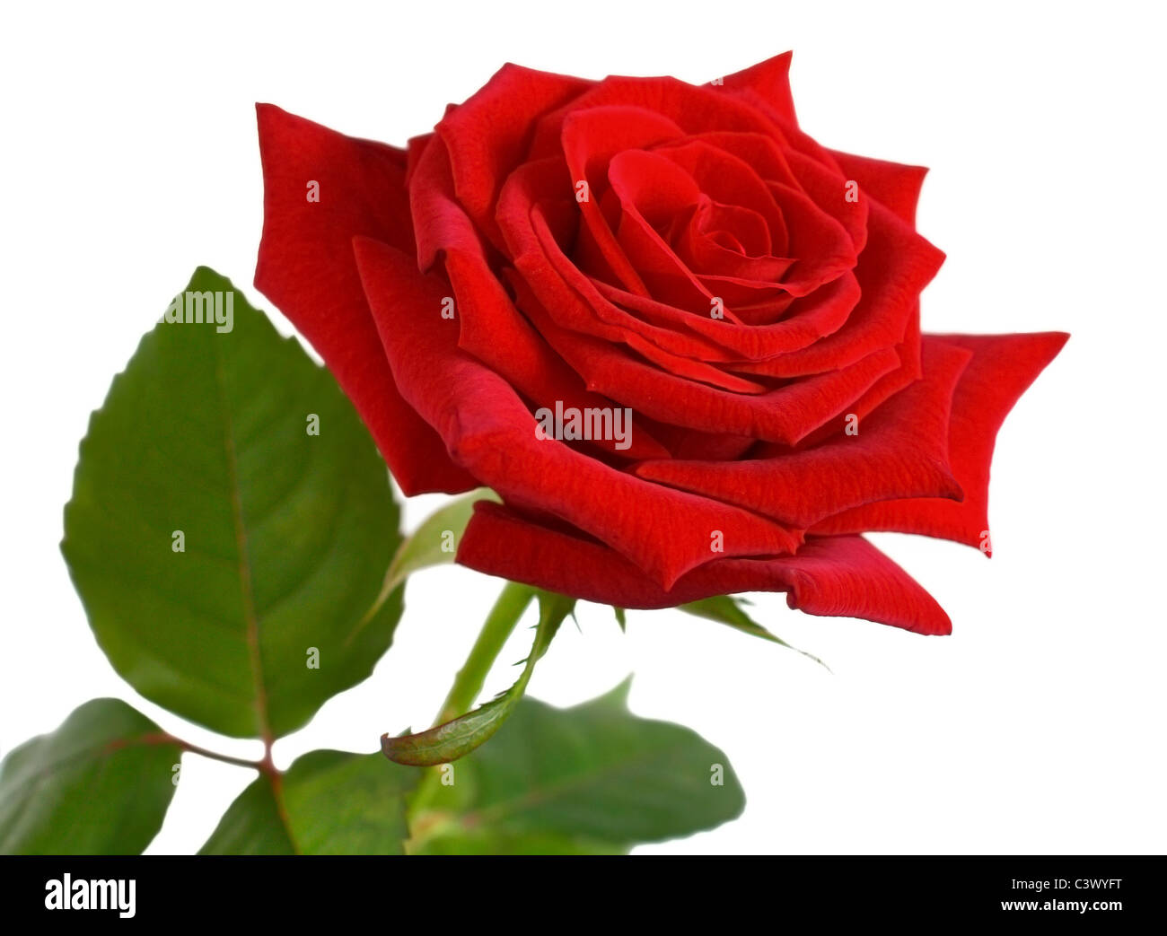One red rose on a light background Stock Photo - Alamy
