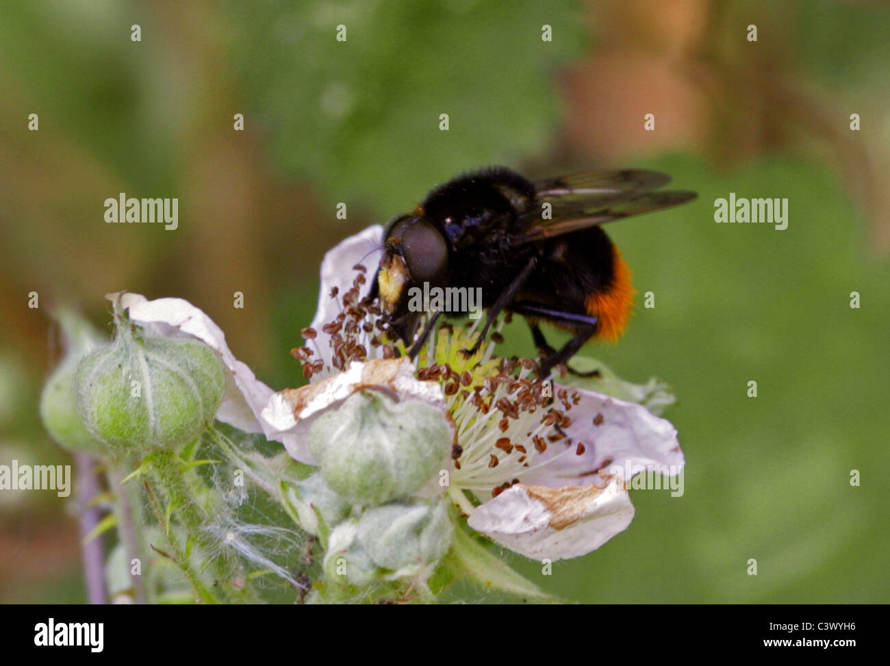 Hoverfly Volucella Bombylans, Syrphidae, Diptera. A Mimic of the Red ...