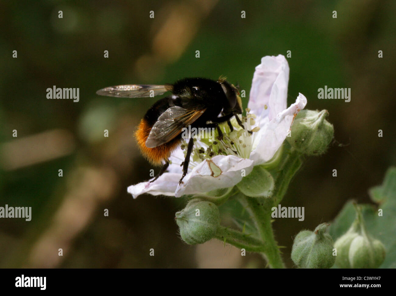 Hoverfly Volucella Bombylans, Syrphidae, Diptera. A Mimic of the Red ...