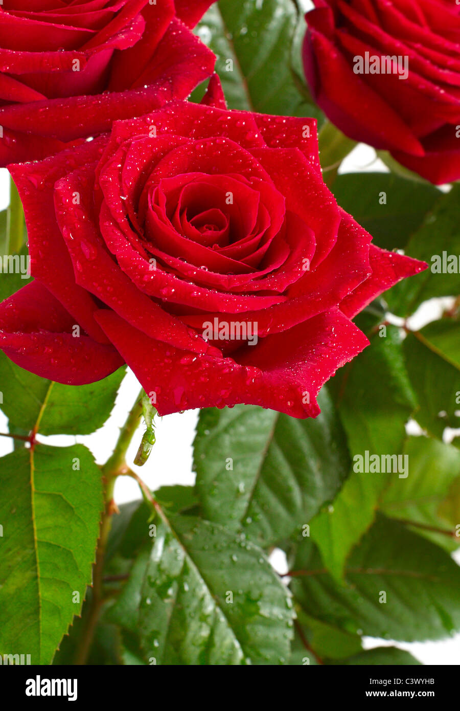 Beautiful bouquet of bright red roses on a light background Stock Photo ...
