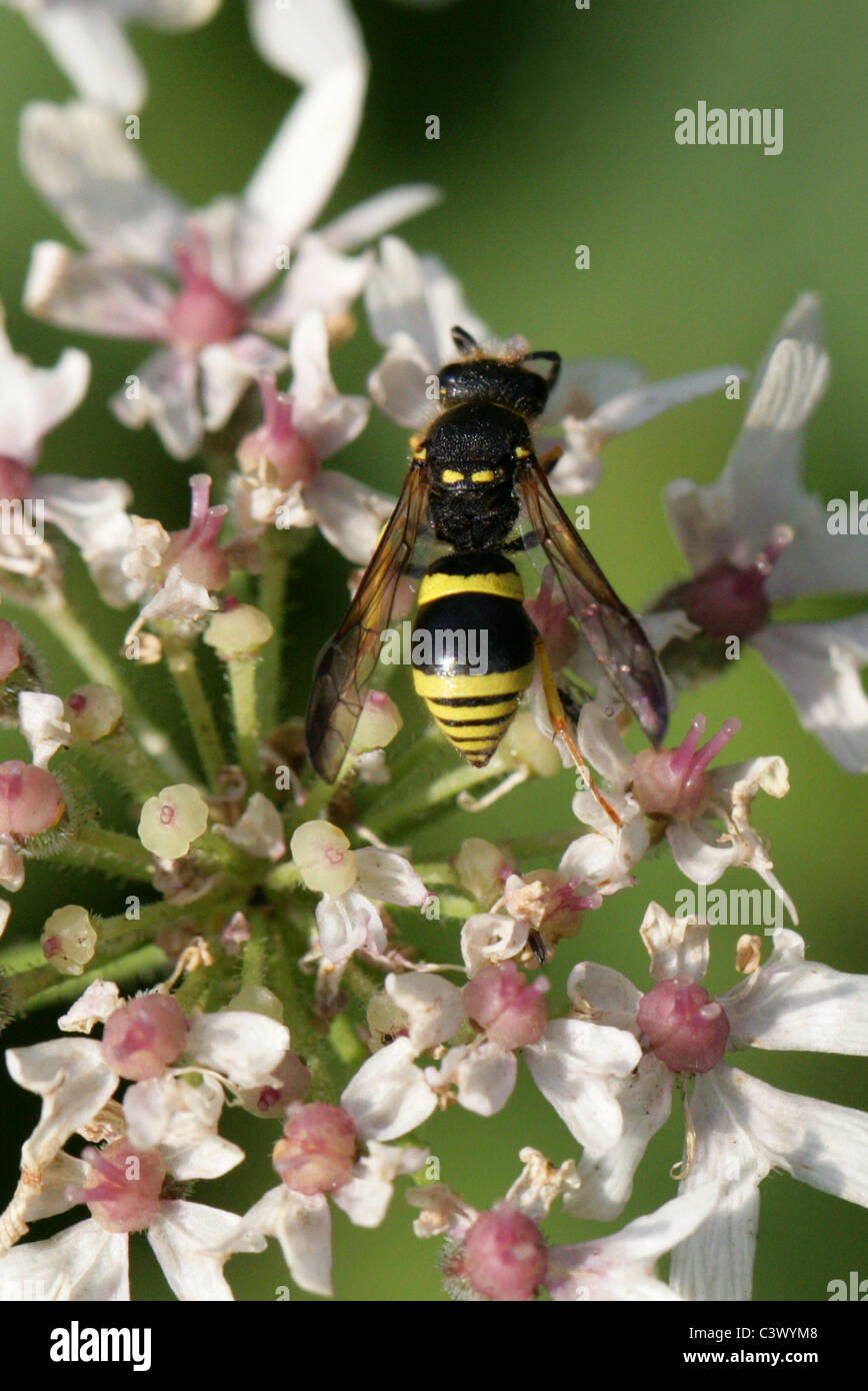 Vespoidea Stock Photos & Vespoidea Stock Images - Alamy