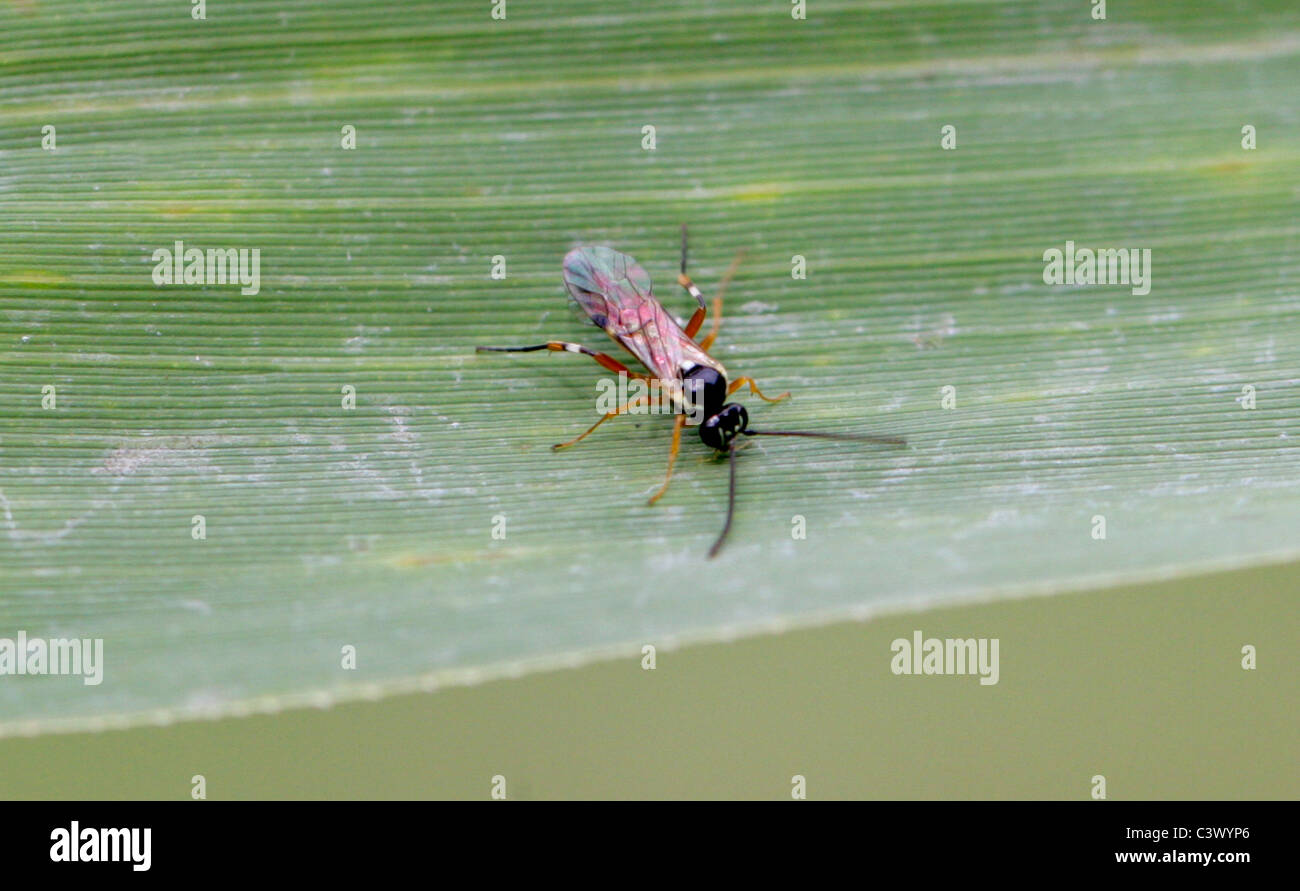 Ichneumon Wasp, Pimpla aquilonia, Ichneumonidae, Apocrita, Hymenoptera ...