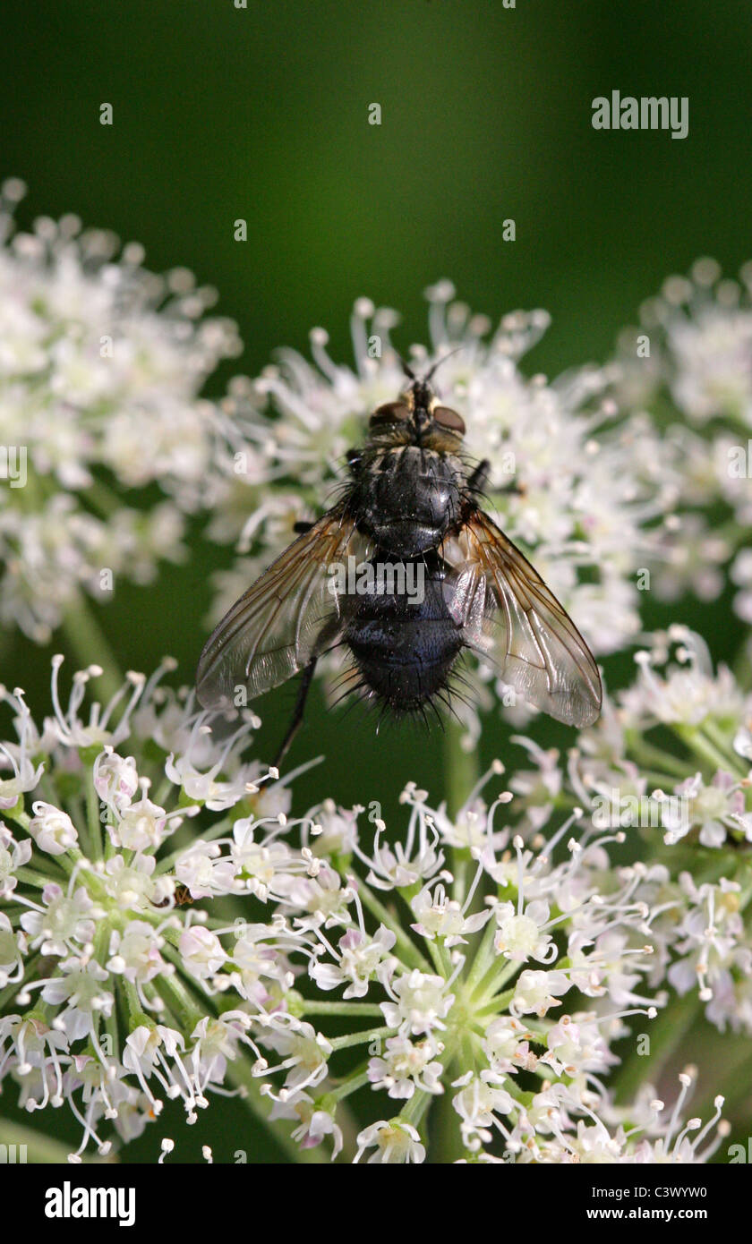 Tachinid Fly, Eurithia anthophila, Tachinidae, Diptera. Female Stock ...