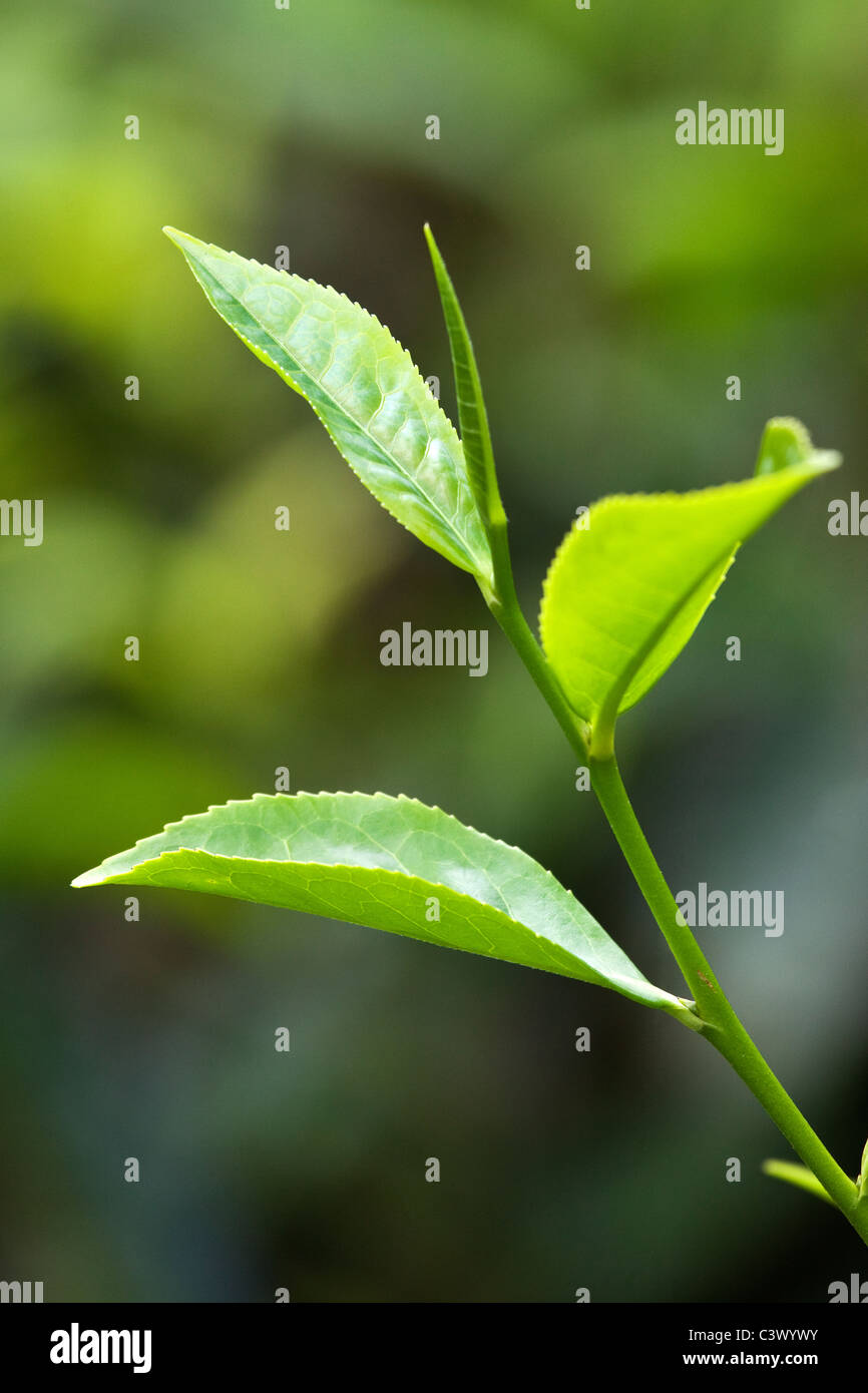 Malaysian tea hi-res stock photography and images - Alamy