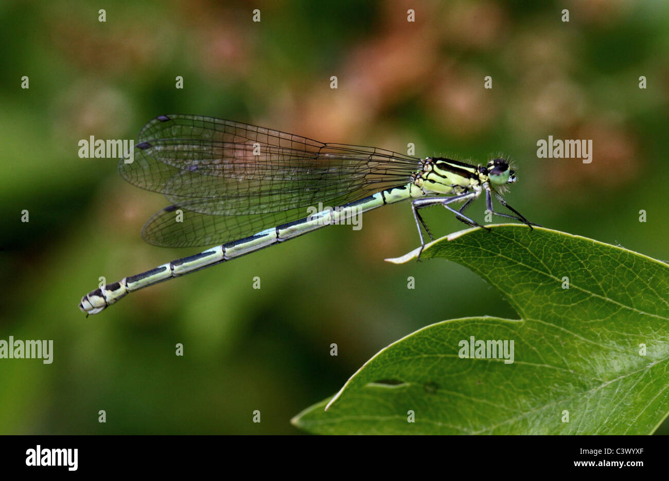 Female Variable Damselfly, Coenagrion pulchellum, Coenagrionidae ...