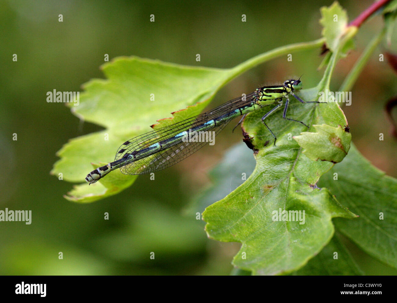 Female Variable Damselfly, Coenagrion pulchellum, Coenagrionidae ...