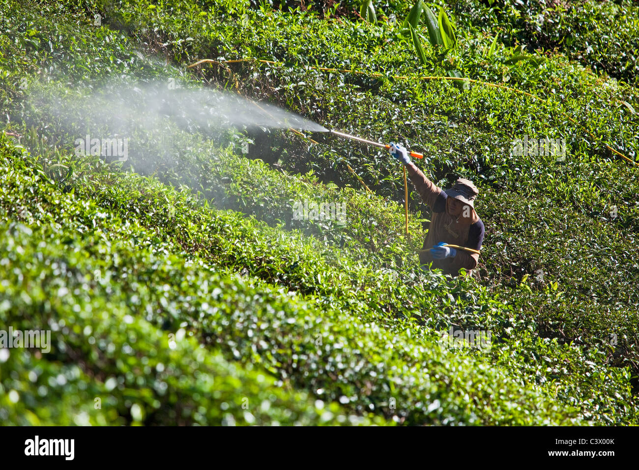 A Man Spraying a Tea Plantation, Malaysia Stock Photo - Alamy