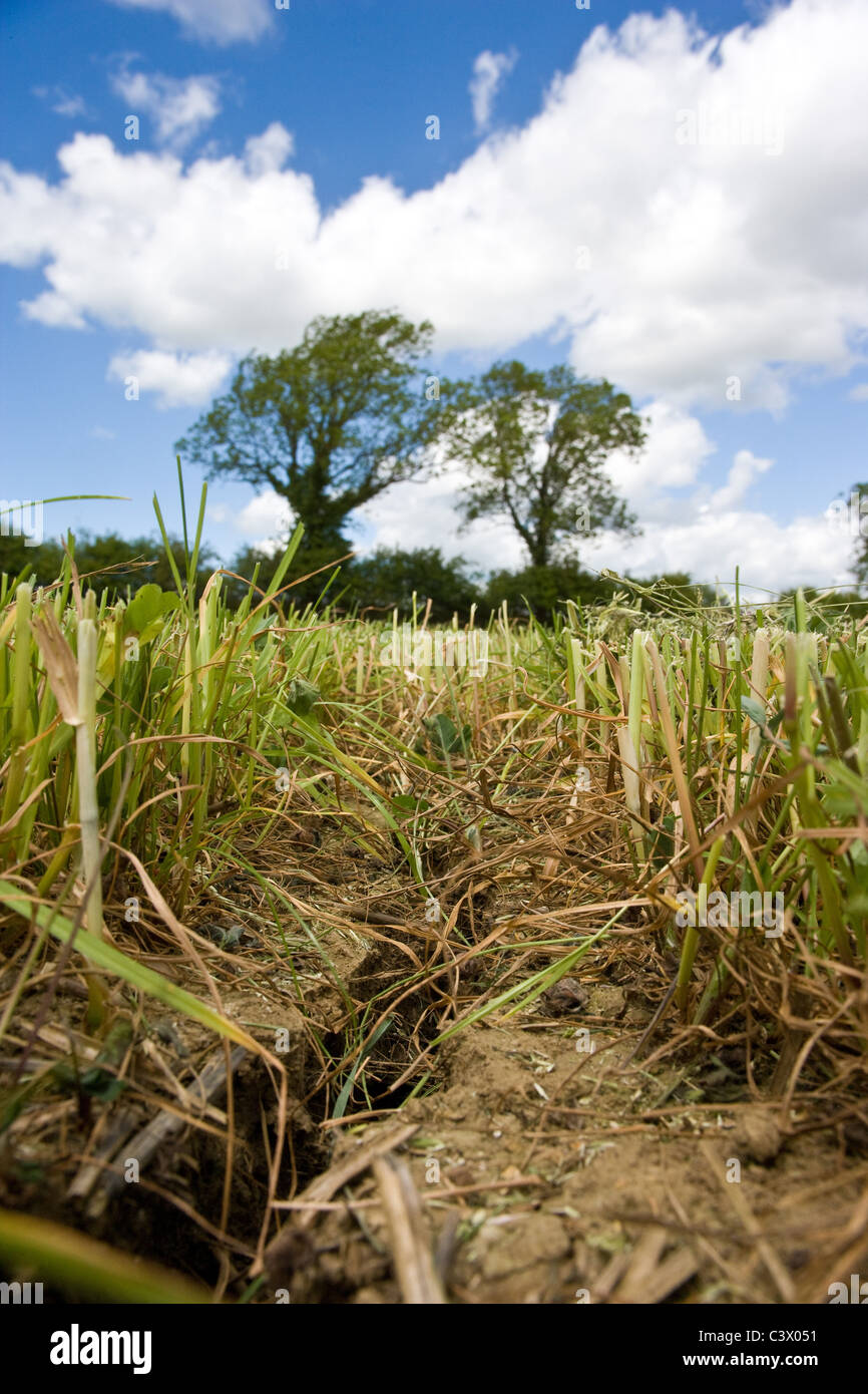 Drought farming hi-res stock photography and images - Alamy