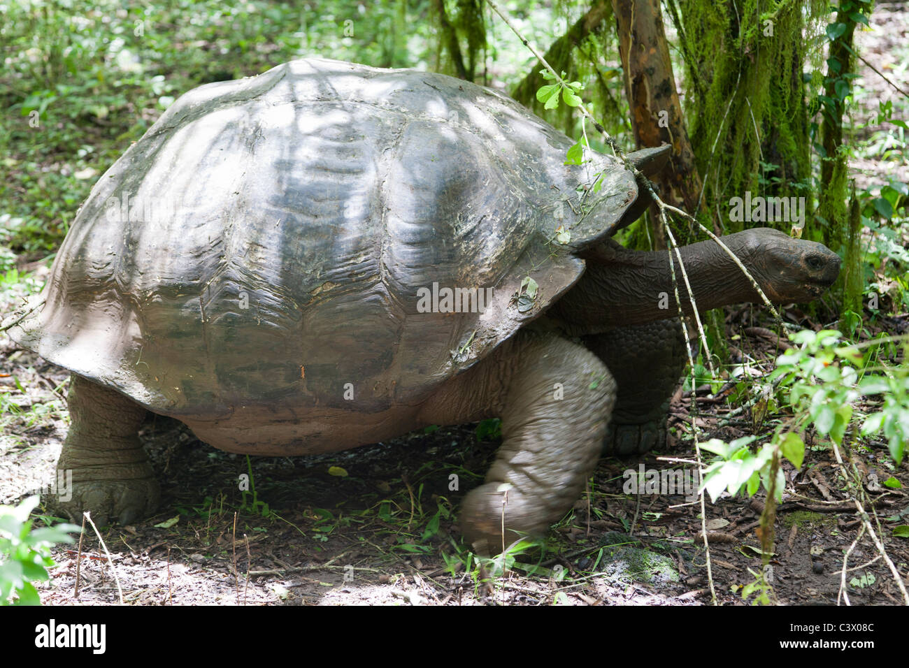 wild Galápagos giant tortoise Geochelone elephantopus, Santa Cruz ...