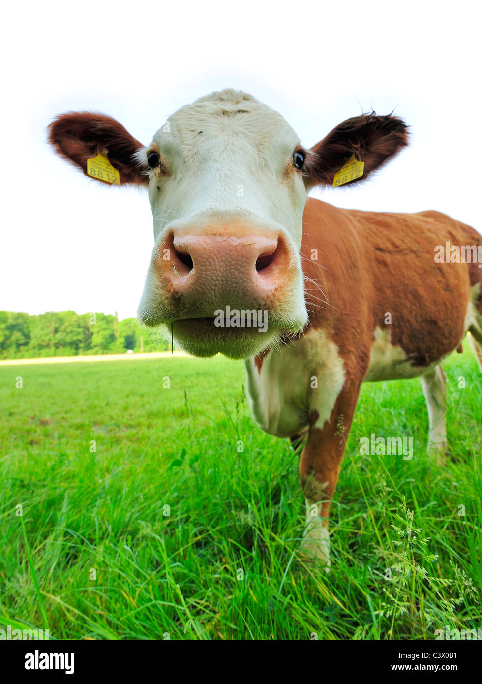 Distorted cow nose hi-res stock photography and images - Alamy