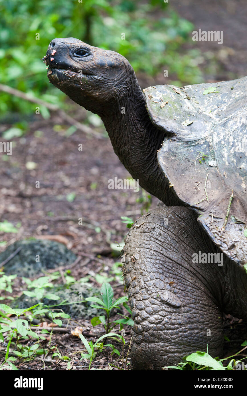 Chelonoidis elephantopus hi-res stock photography and images - Alamy