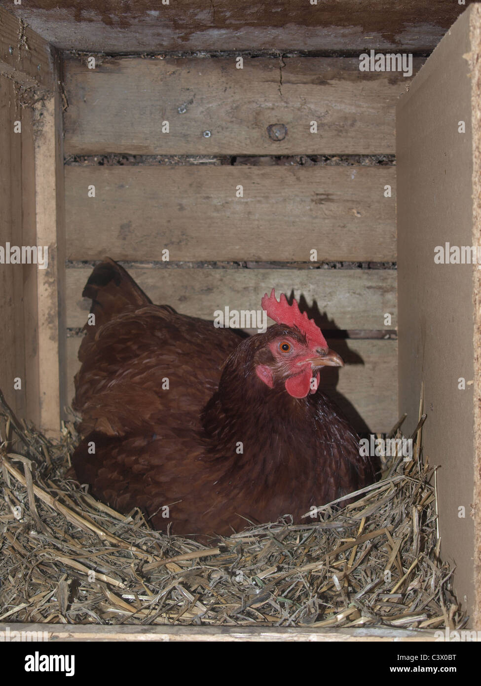 Rhode Island Red Chicken on nest. UK Stock Photo - Alamy