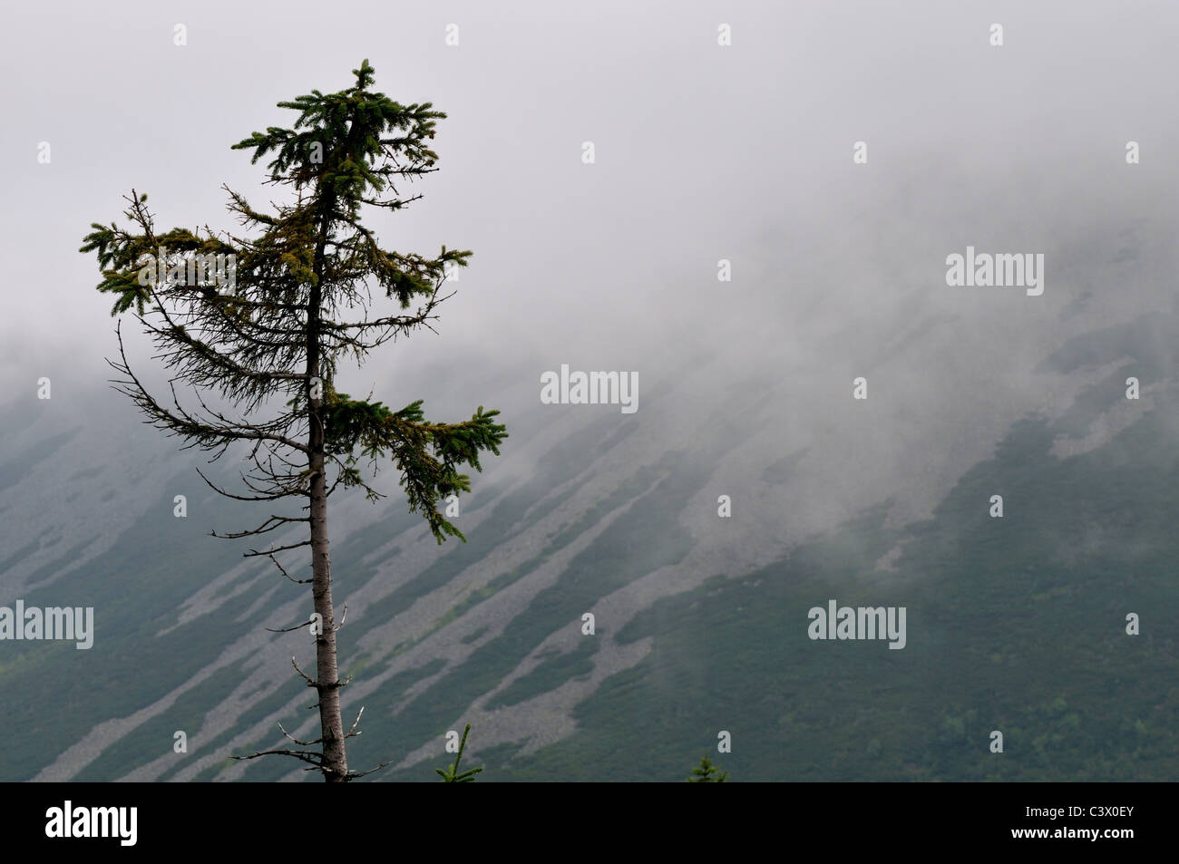 Wind swept trees hi-res stock photography and images - Alamy