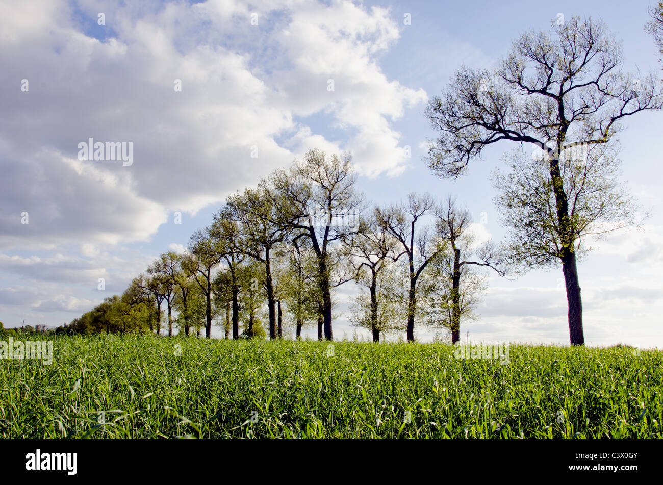 Rye landscape hi-res stock photography and images - Alamy