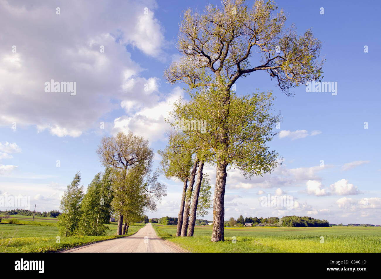 countryside road landscape with tree in summer Stock Photo - Alamy