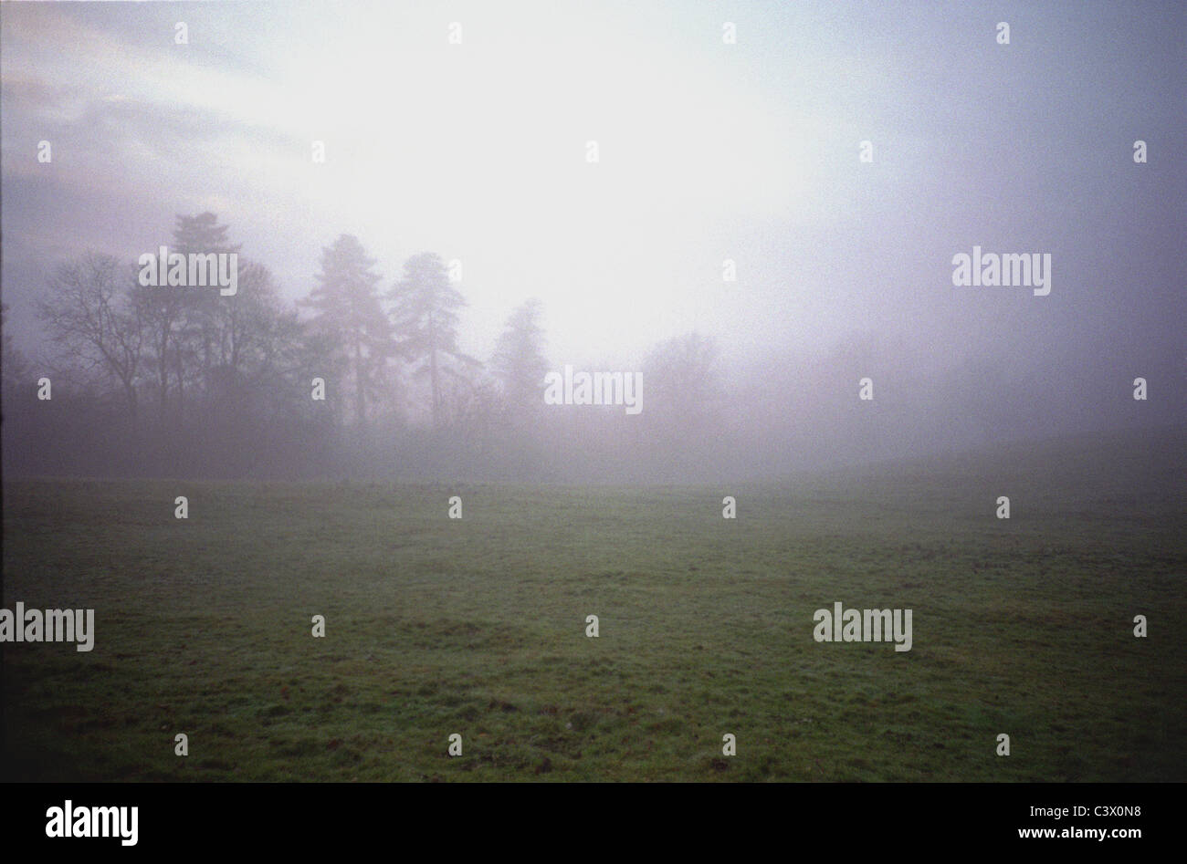 Misty grass hi-res stock photography and images - Alamy