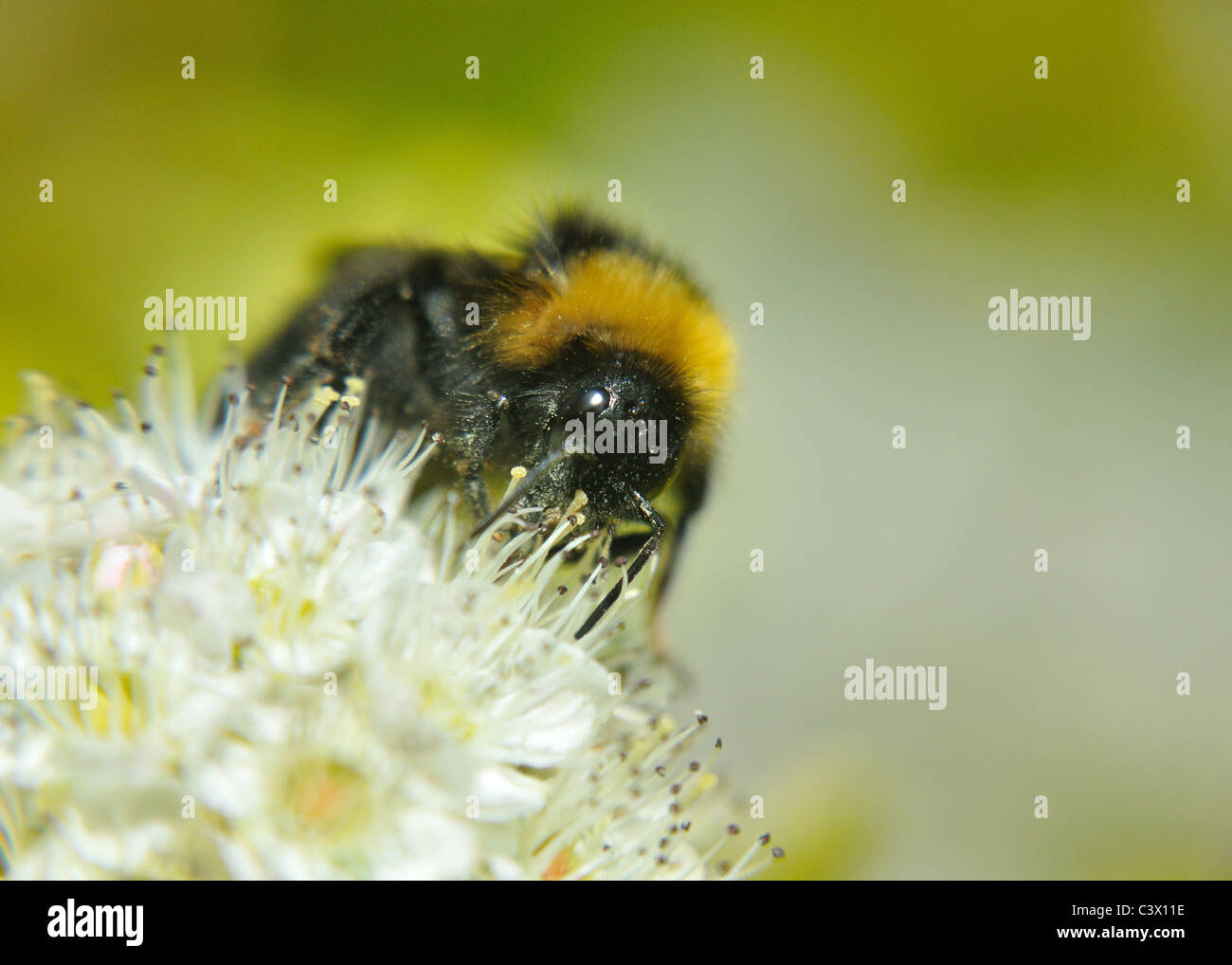 English honey bee macro colour Stock Photo - Alamy