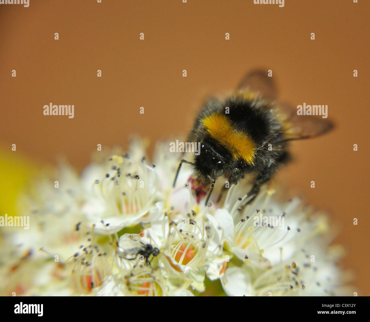 English bee hi-res stock photography and images - Alamy