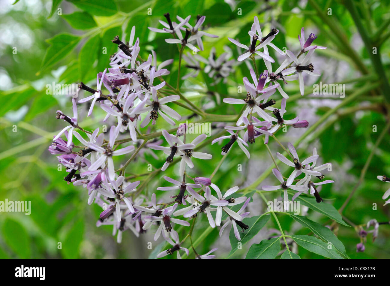 Melia azedarach hi-res stock photography and images - Alamy