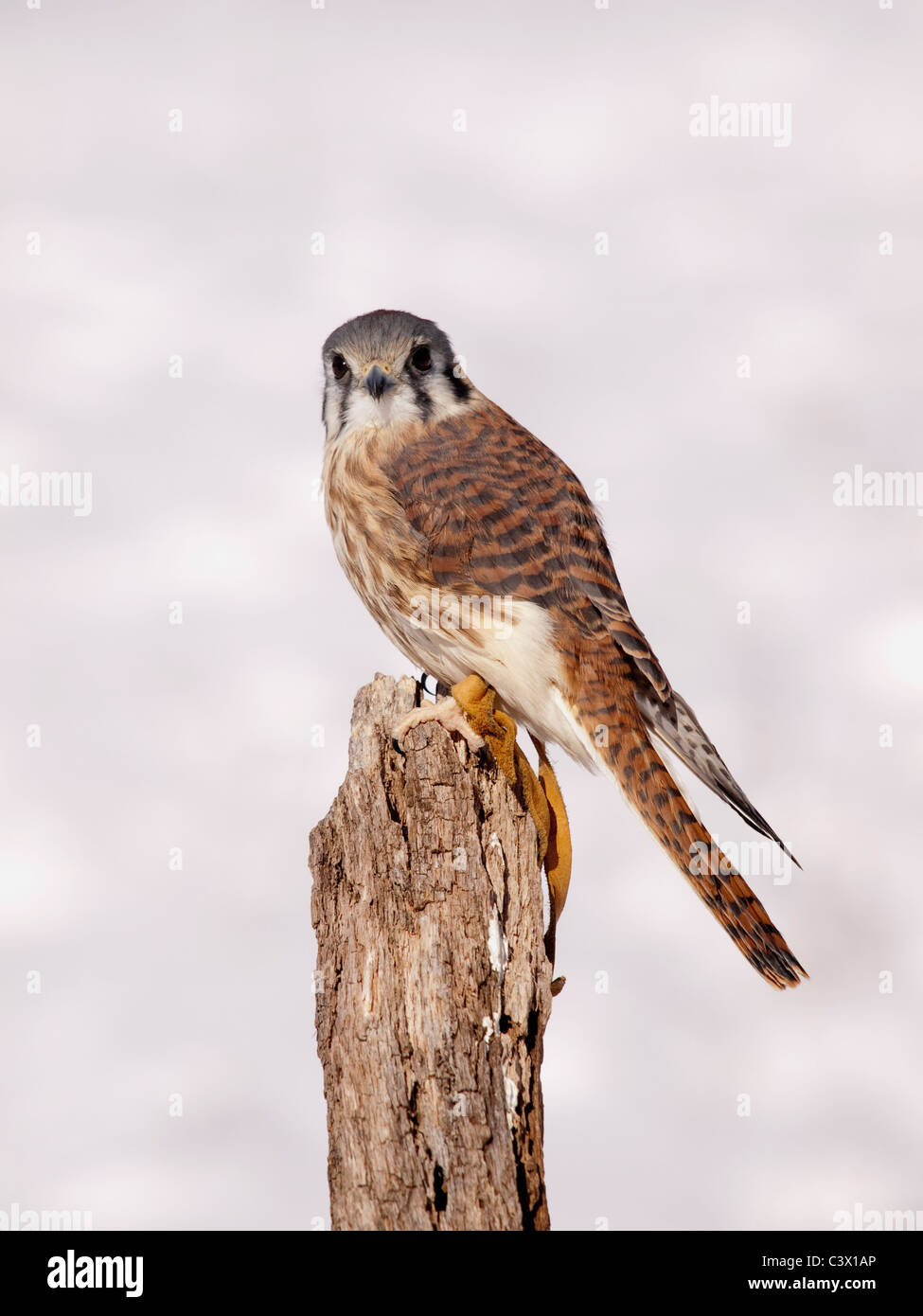 American Kestrel (Falco sparverius) perched on a post in the winter ...
