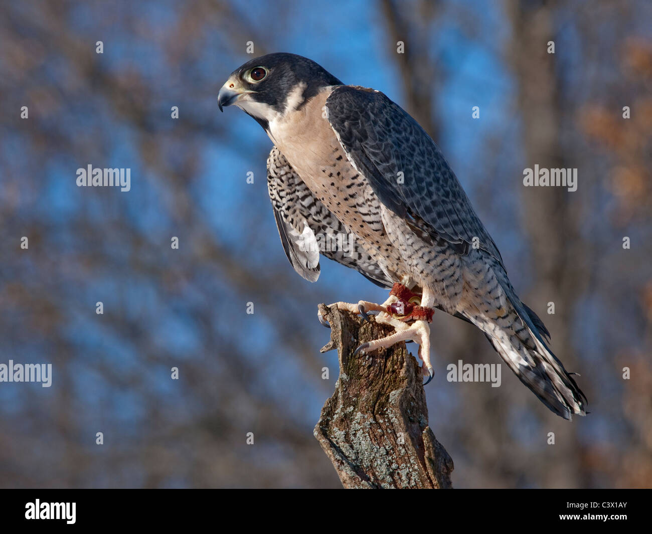Peregrine Falcon from a wildlife rehabilitation center, he cannot be ...