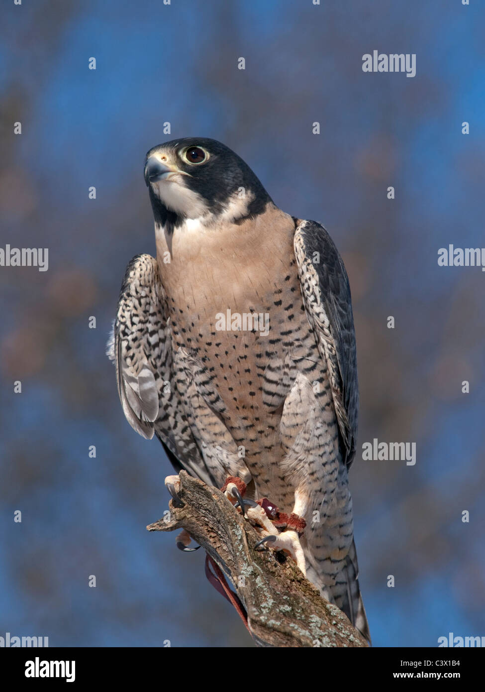 Peregrine Falcon from a wildlife rehabilitation center, he cannot be ...