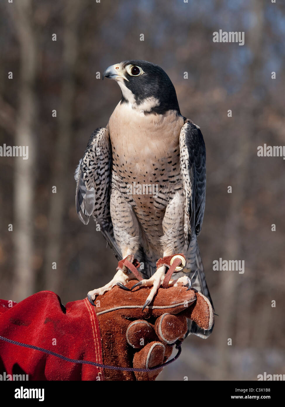 Avian rehabilitation hi-res stock photography and images - Alamy