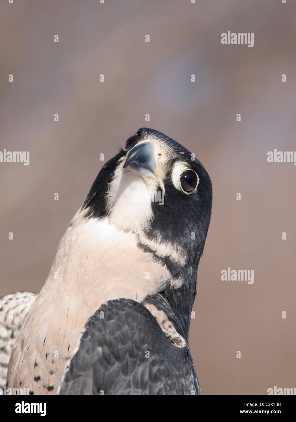 Peregrine falcons camera hi-res stock photography and images - Alamy