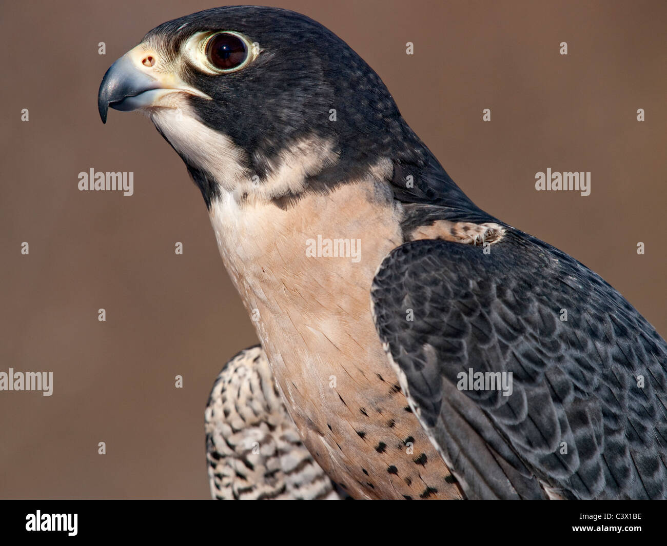 Peregrine falcons camera hi-res stock photography and images - Alamy